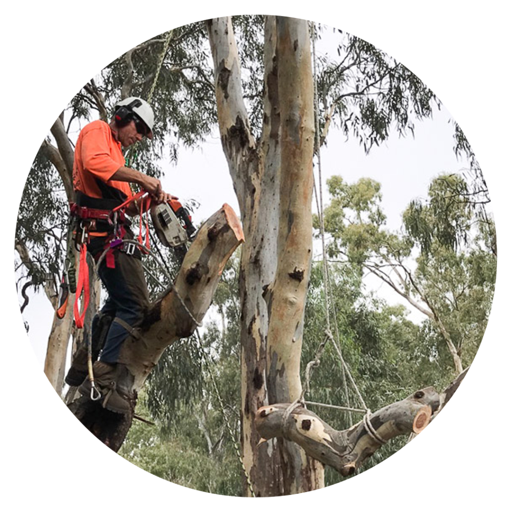 Juanico Tree Service | Atlanta Tree Service Company
